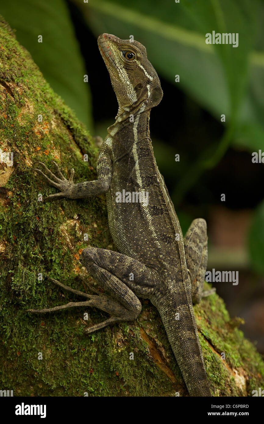 Common Basilisk - (Basiliscus basiliscus) - Costa Rica - tropical ...
