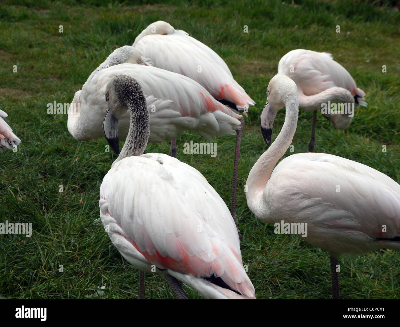 A group of flamingos Stock Photo - Alamy