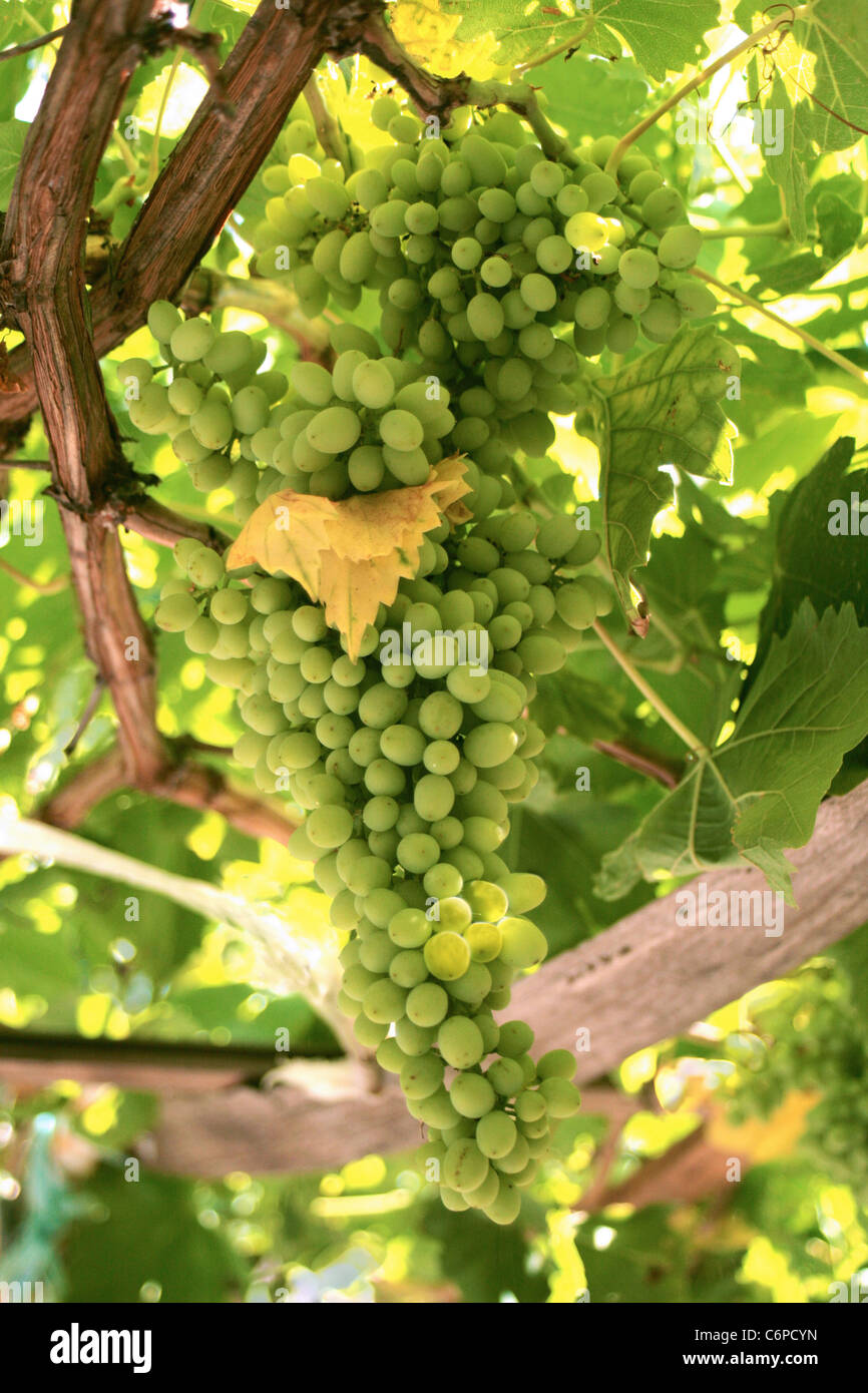 A bunch of ripening white grapes on grapevine in a vineyard. From ...