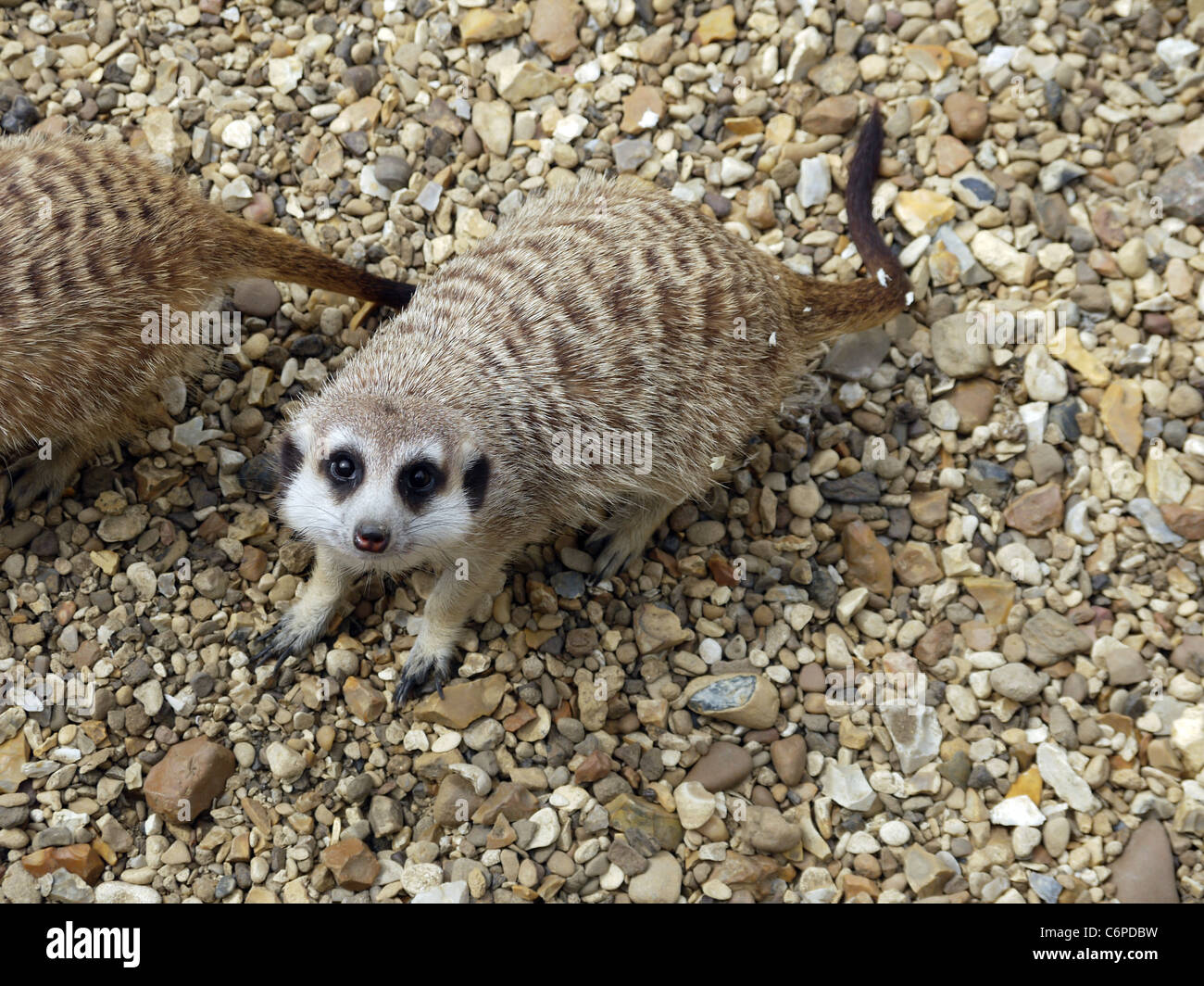 Happy looking meerkat Stock Photo - Alamy