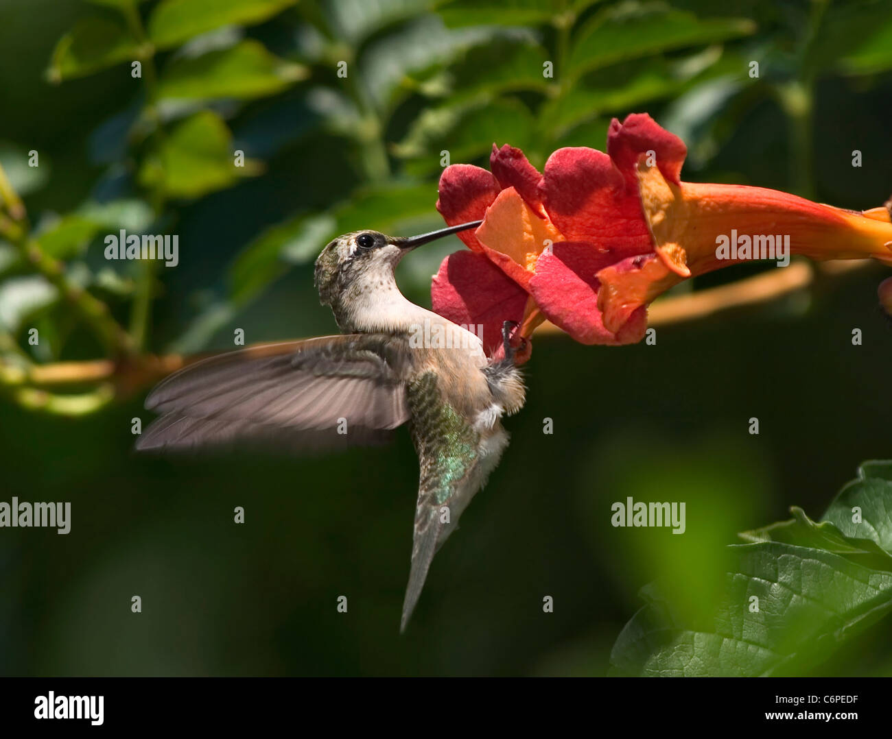 Hummingbird lily High Resolution Stock Photography and Images - Alamy