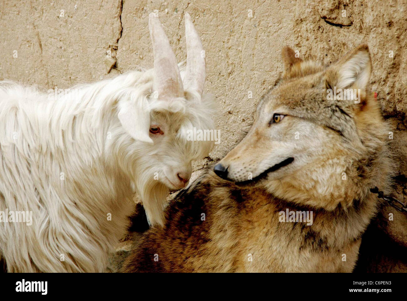 Nursing wolf hi-res stock photography and images - Alamy