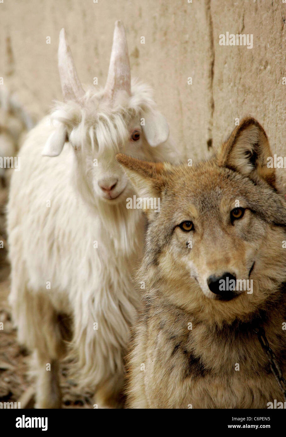 Wolf takes liking goat wolf hi-res stock photography and images - Alamy