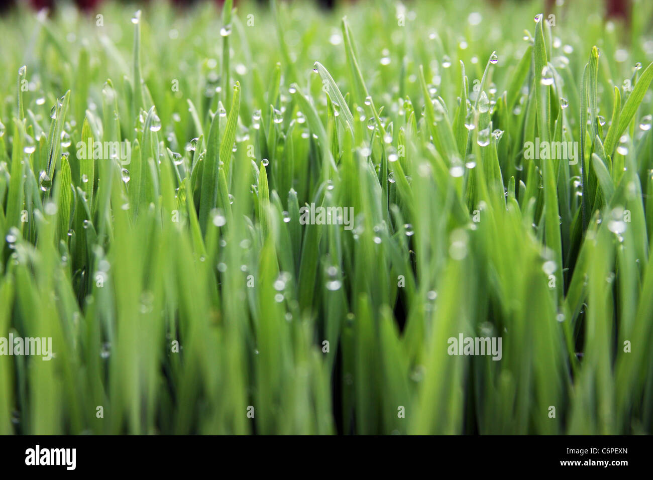 Wheat Grass stalks Stock Photo - Alamy