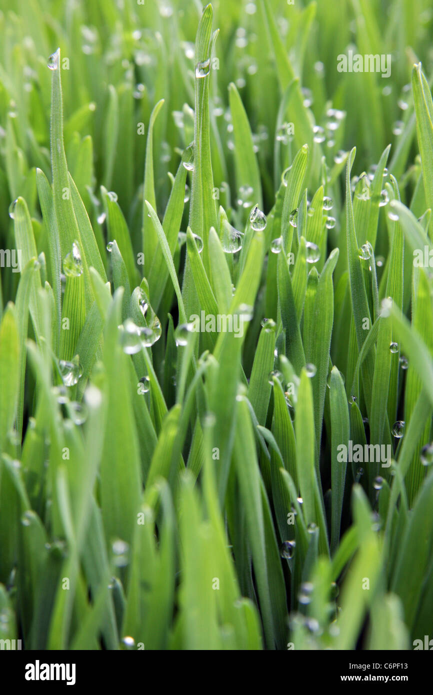 Wheat Grass stalks Stock Photo - Alamy