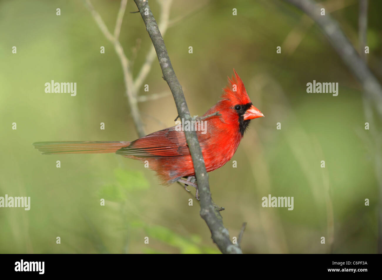 A Red Bird, The Northern Cardinal Male, Cardinalis cardinalis Stock ...