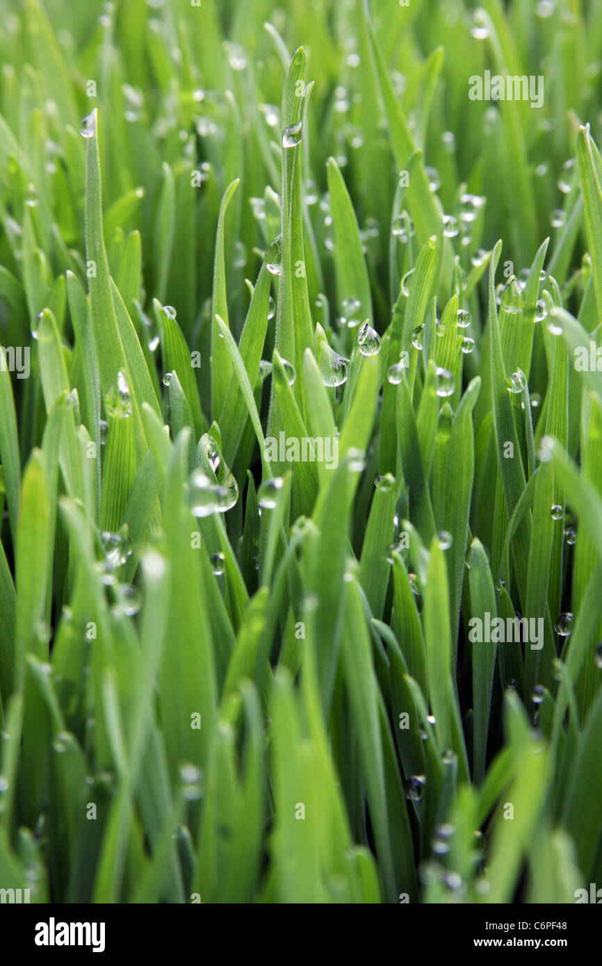 Wheat Grass stalks Stock Photo - Alamy