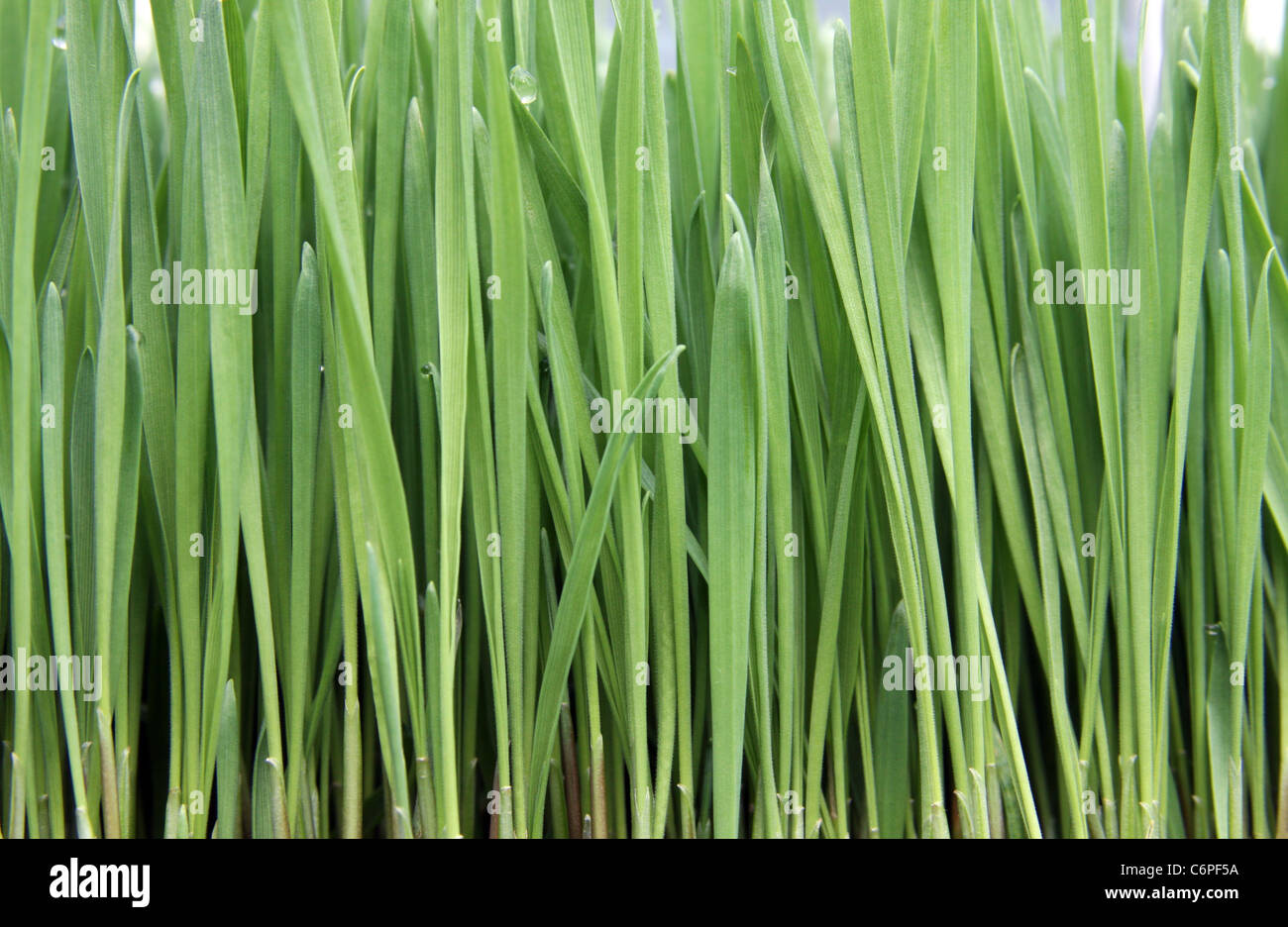 Wheat Grass stalks Stock Photo - Alamy