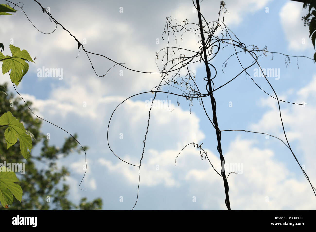 Vine clouds hi-res stock photography and images - Alamy