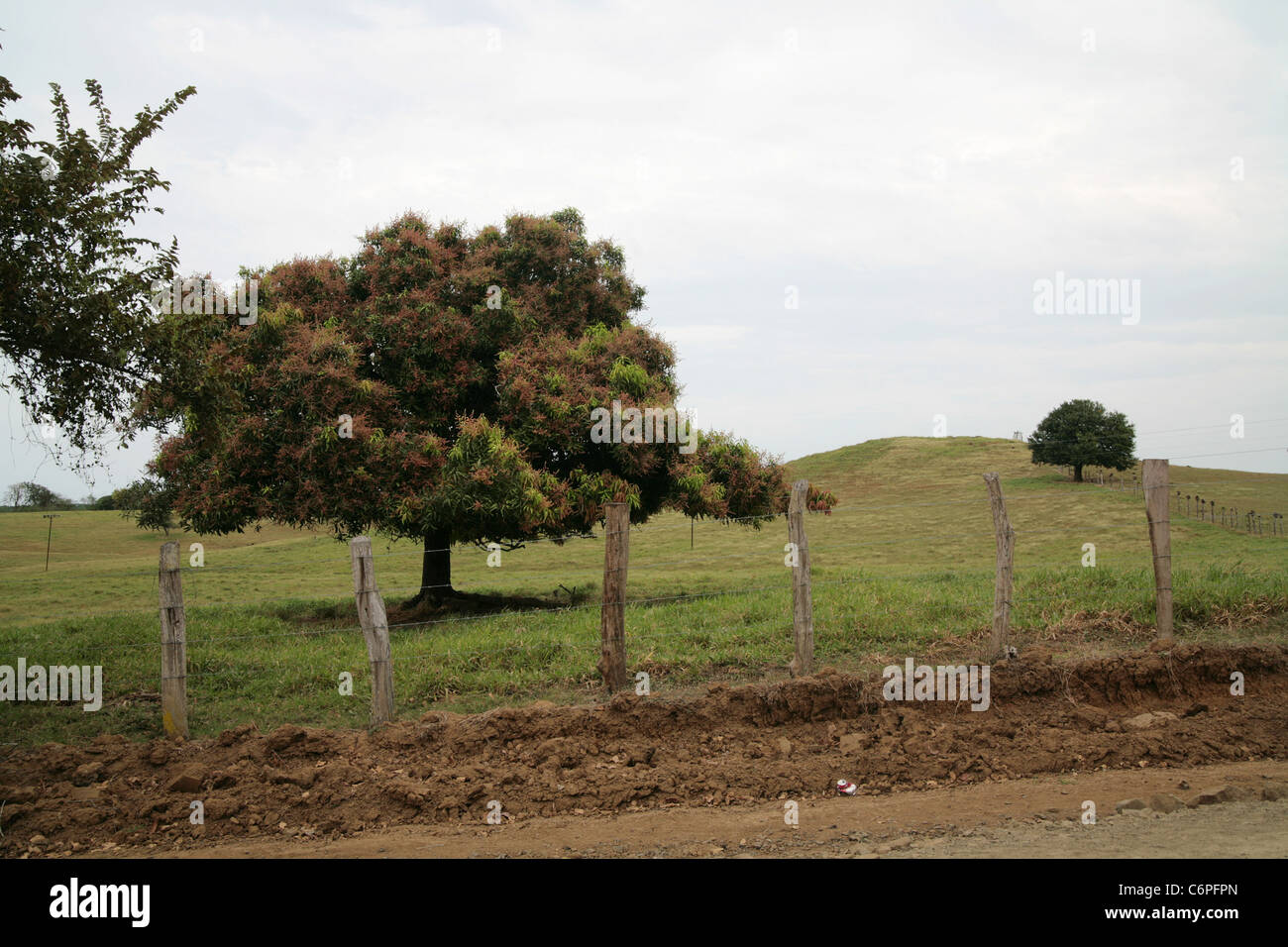 Rural fields at the Los Santos Province, Panama Stock Photo - Alamy