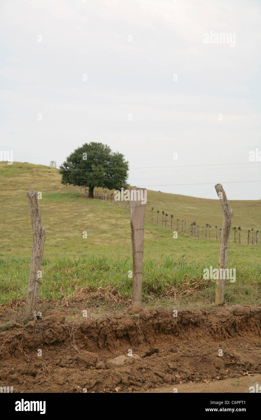 Rural fields at the Los Santos Province, Panama Stock Photo - Alamy