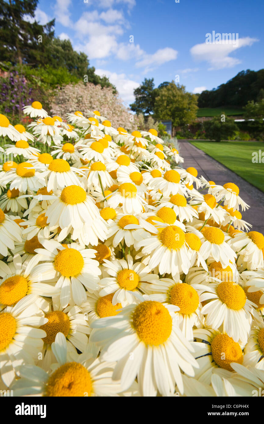 Yellow Aster flowers in holehird Gardens, Windermere, Cumbria, UK, of ...