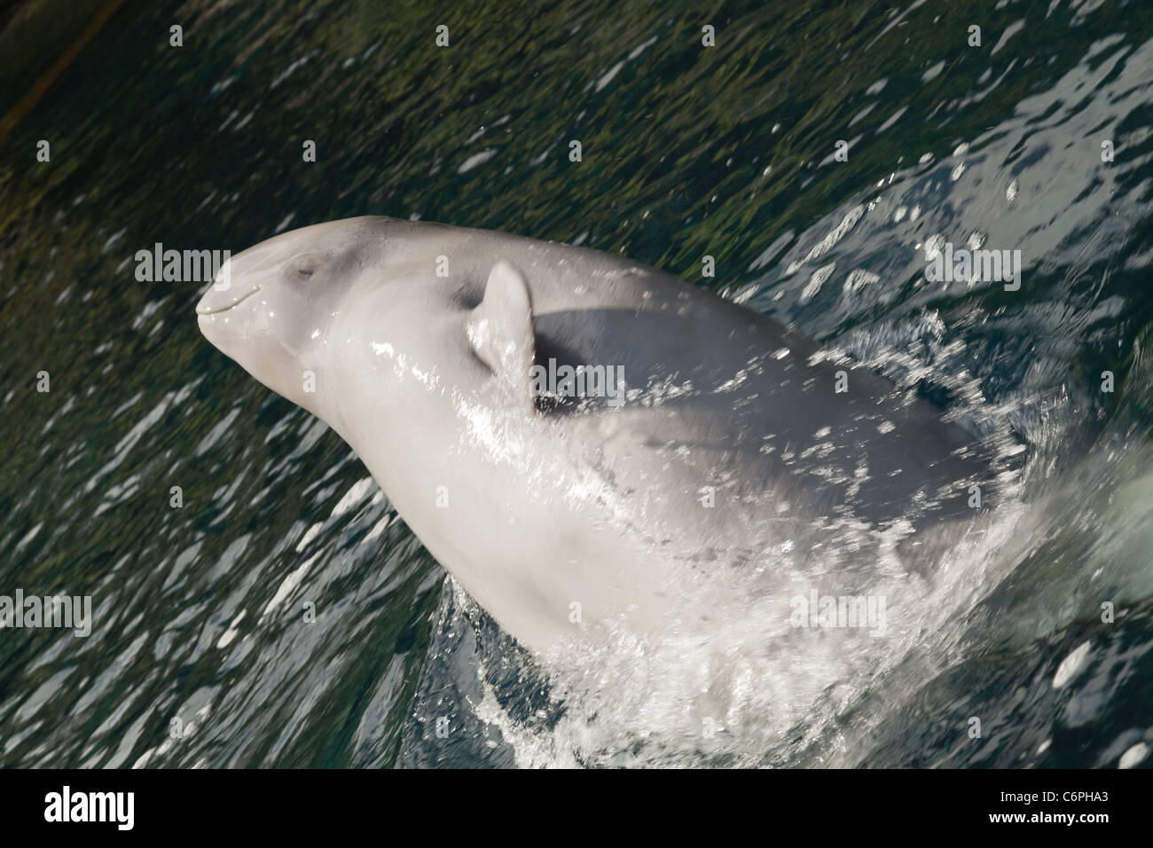 A male beluga calf leaps out of the water breaching on to his side in a ...