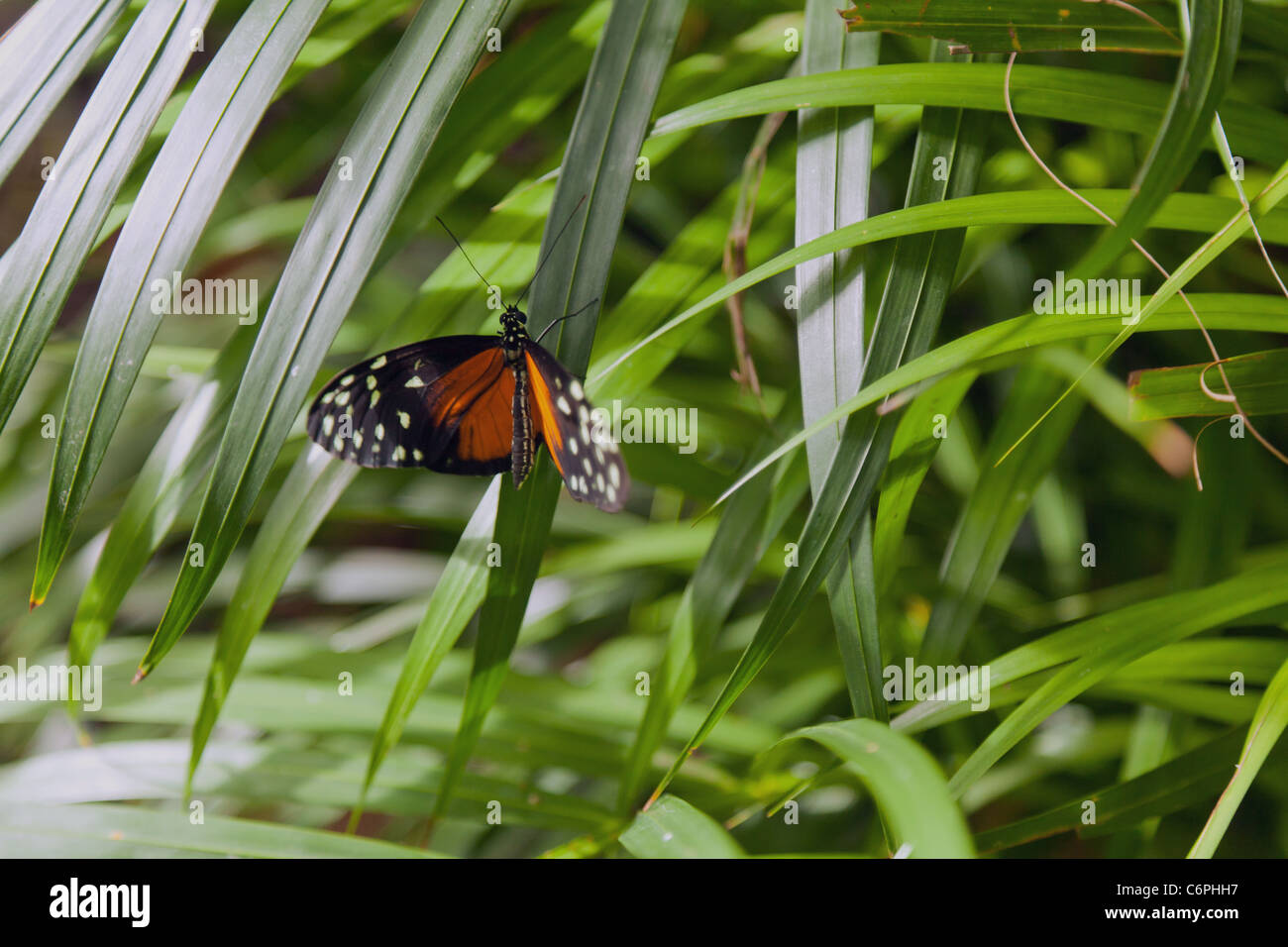 One of the many species of butterfly's living in the tropical zone of ...
