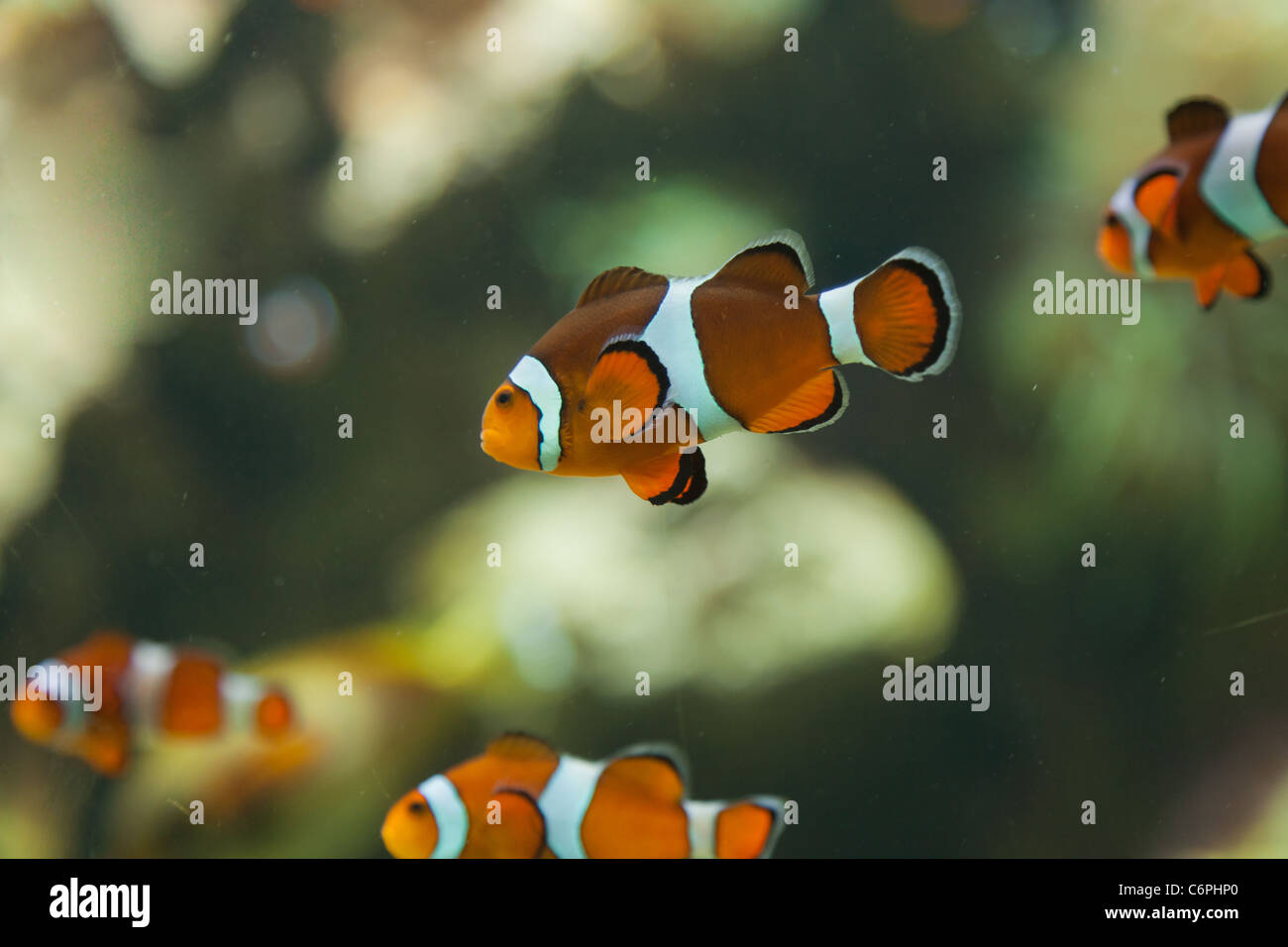 Clown fish swimming in a salt water aquarium with other fish and coral ...