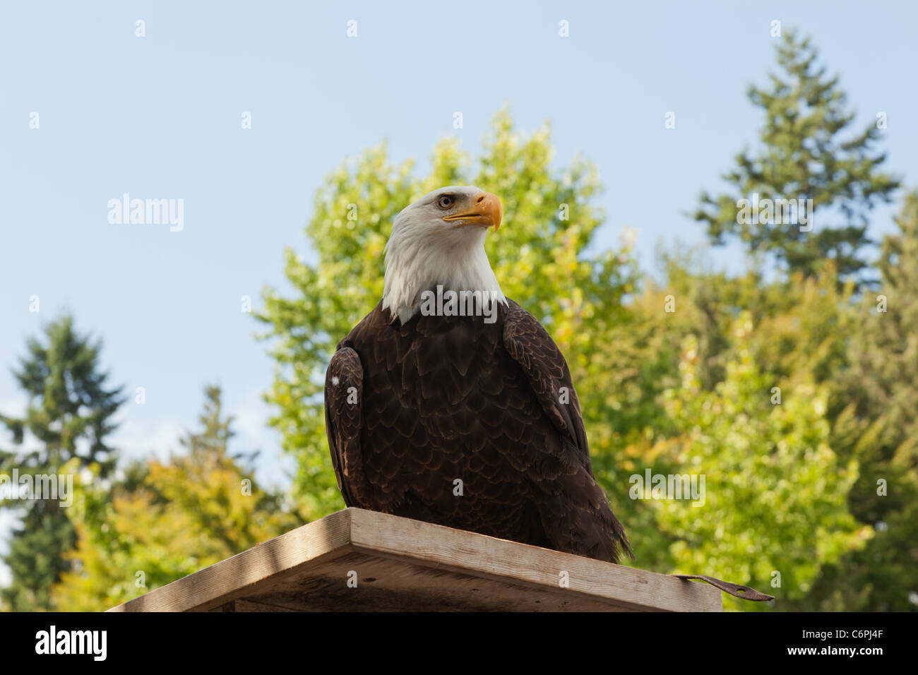 Bald eagle sitting on a wooden perch Stock Photo - Alamy