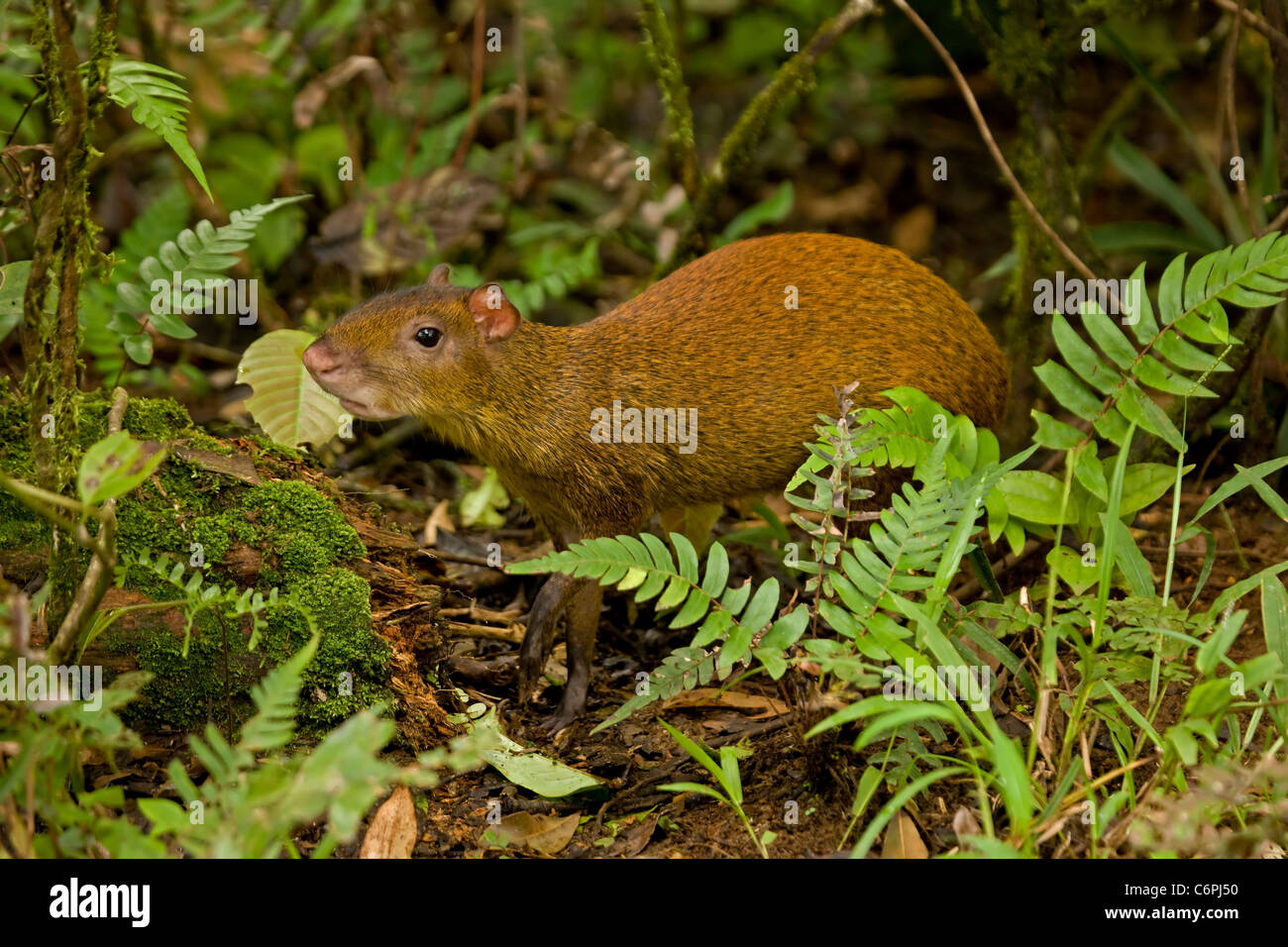 Central American Agouti - (Dasyprocta punctata) - Costa Rica - Tropical ...