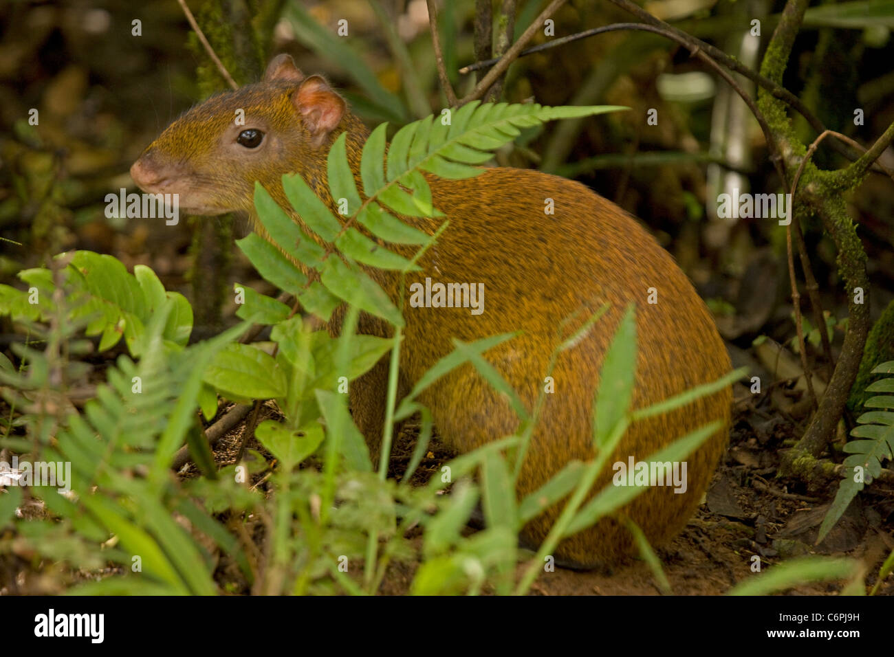Central American Agouti - (Dasyprocta punctata) - Costa Rica - Tropical ...