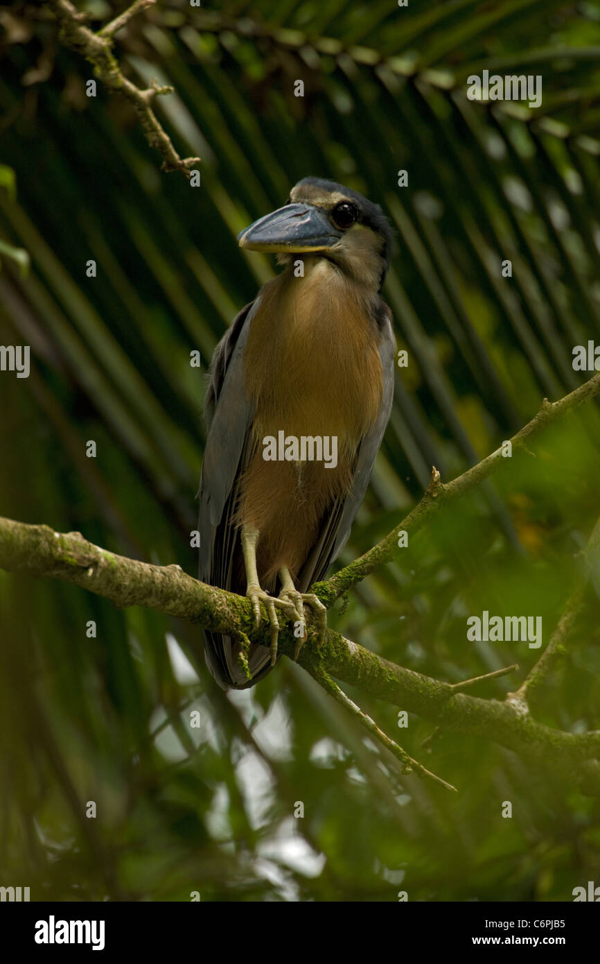 Boat-billed Heron - (Cochlearius cochlearius) -Costa Rica - tropical ...