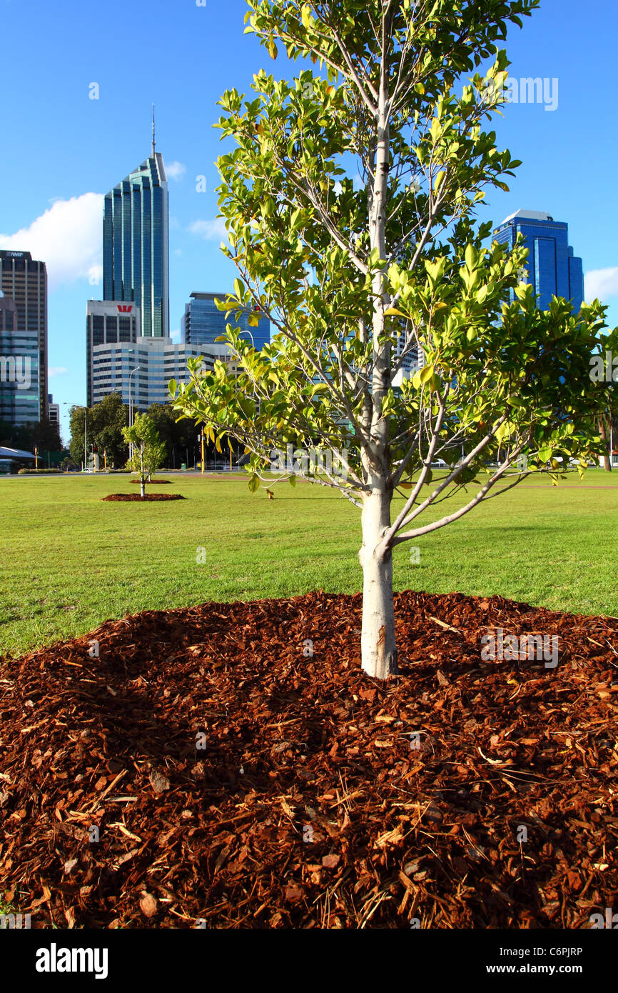 Famous city buildings with beautiful azure sky. Perth, Western ...