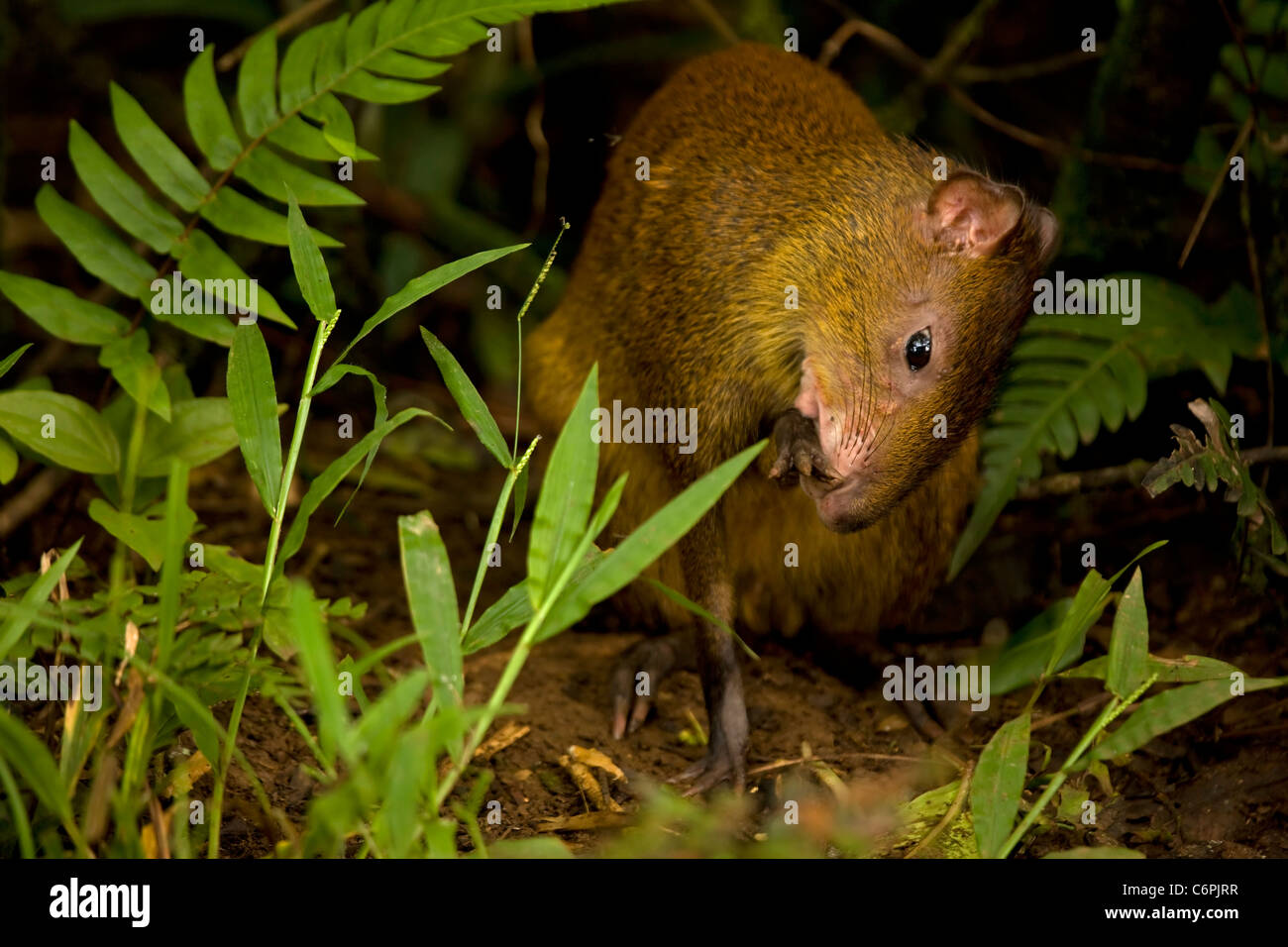 Central American Agouti - (Dasyprocta punctata) - Costa Rica - Tropical ...