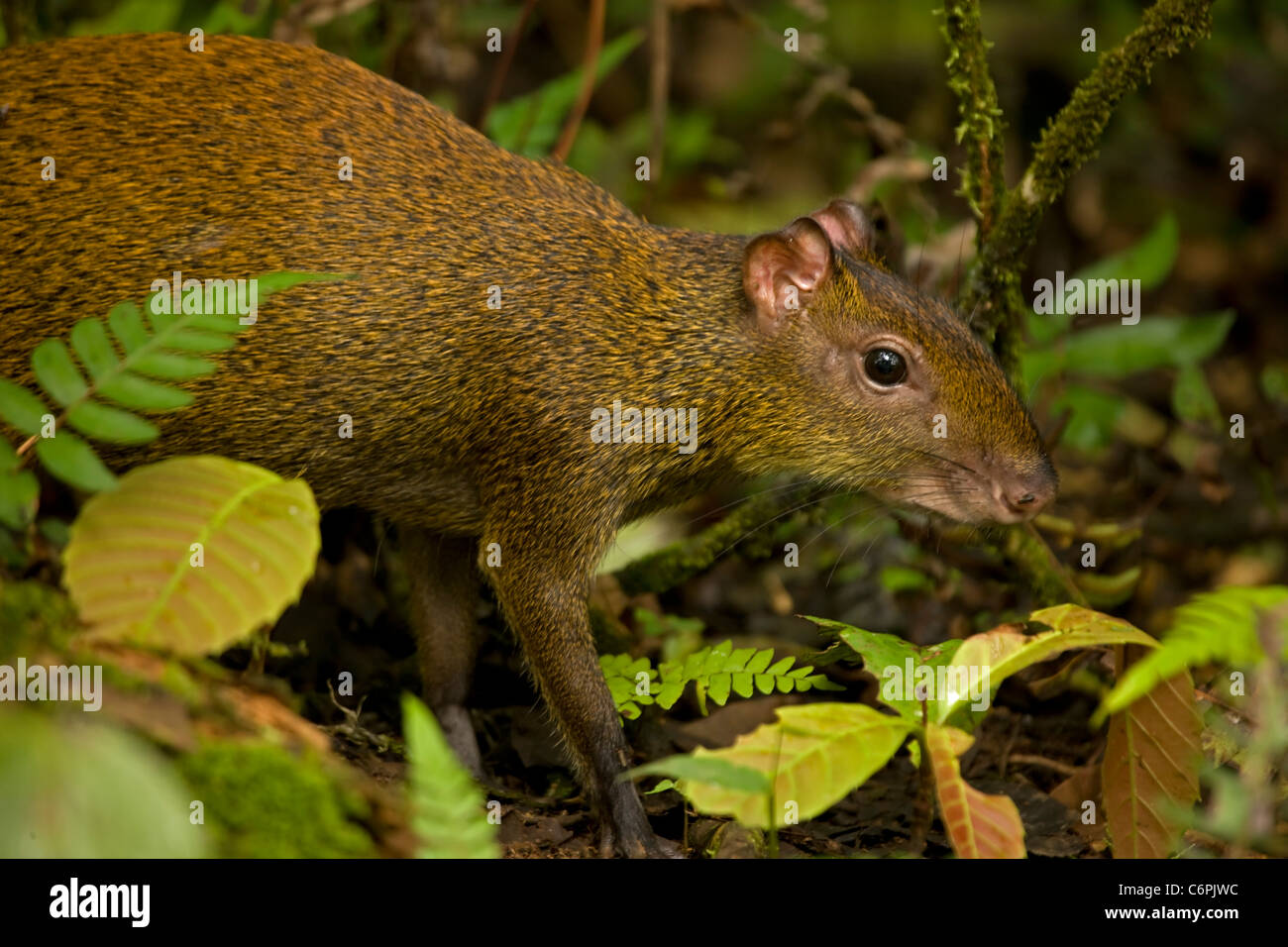Central American Agouti - (Dasyprocta punctata) - Costa Rica - Tropical ...
