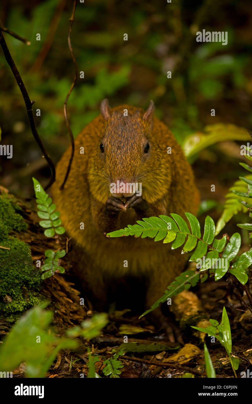 Central American Agouti - (Dasyprocta punctata) - Costa Rica - Tropical ...