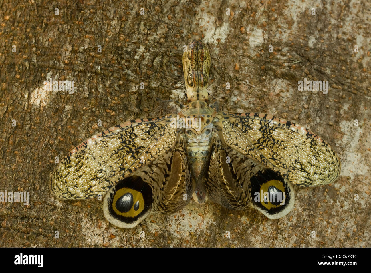 Lantern fly - (Machaca) - Fulgora lampetis - Costa Rica - Tropical dry ...