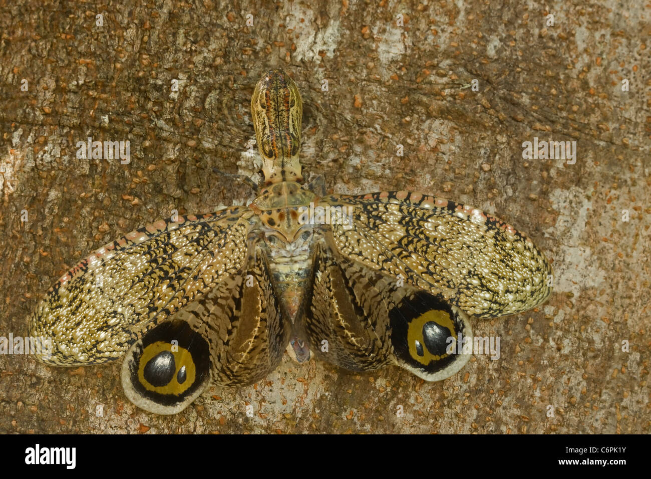 Lantern fly - (Machaca) - Fulgora lampetis - Costa Rica - Tropical dry ...