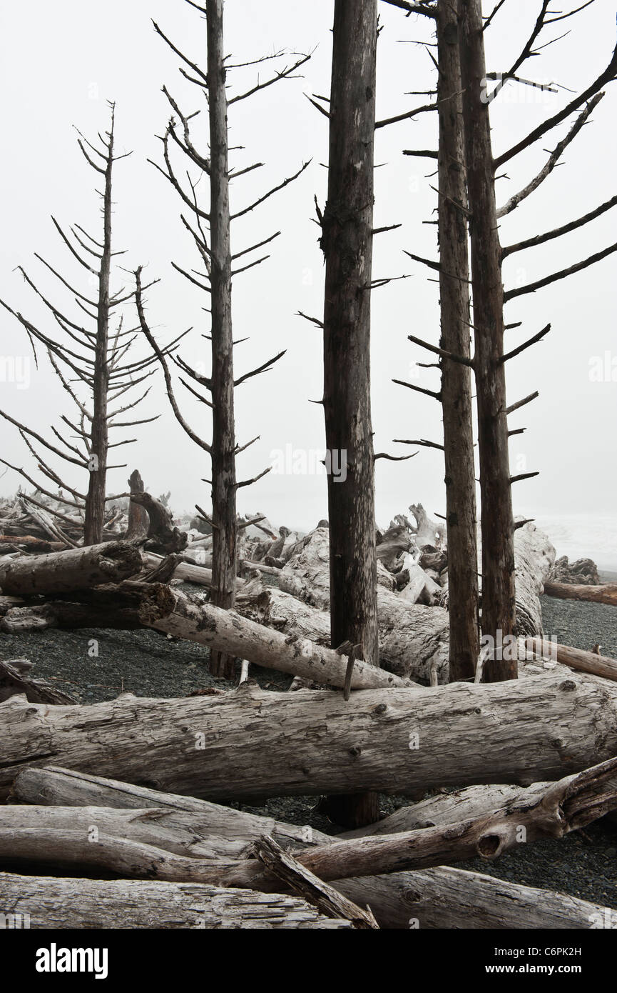 Dead trees and driftwood at Rialto Beach, Olympic national park ...