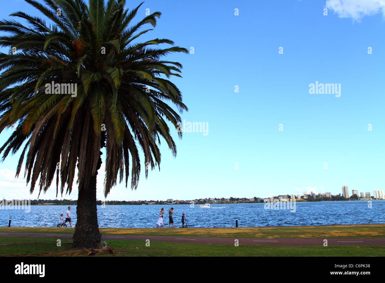 Green Palms in Perth, Australia Stock Photo - Alamy