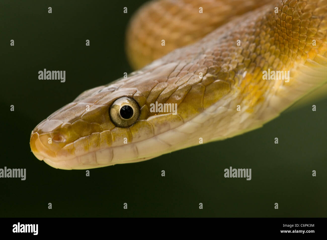 Tropical Rat snake-(Senticolis triaspis) Costa Rica tropical dry forest ...