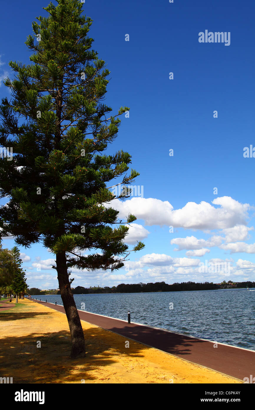 Green Palms in Perth, Australia Stock Photo - Alamy