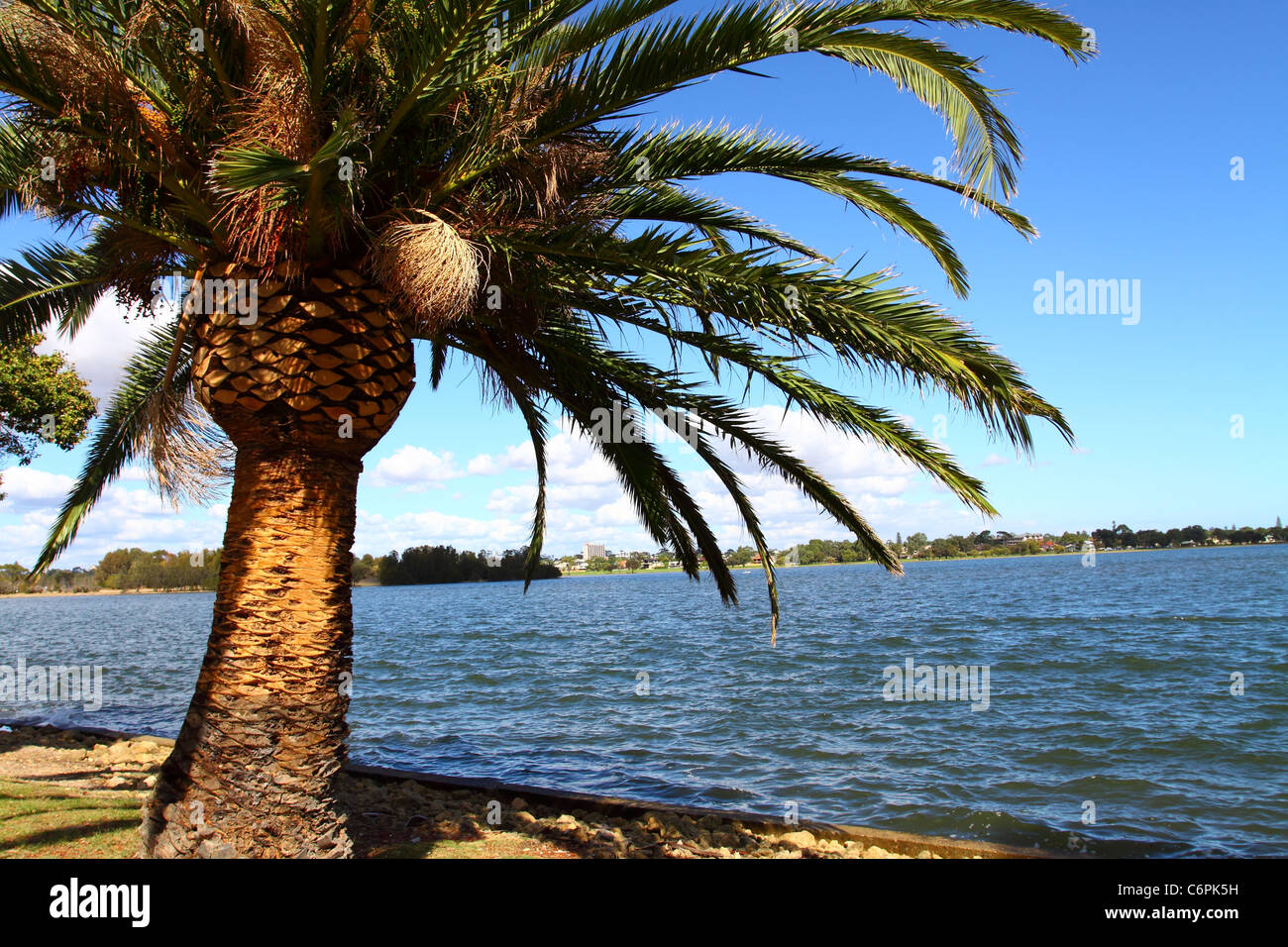 Green Palms in Perth, Australia Stock Photo - Alamy