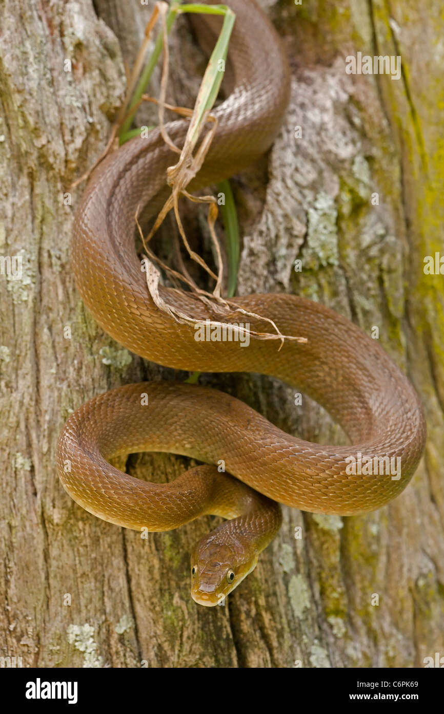 Tropical Rat snake-(Senticolis triaspis) Costa Rica tropical dry forest ...