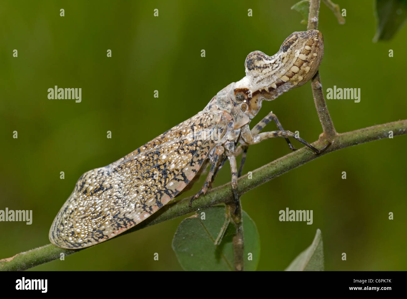 Lantern fly - (Machaca) - Fulgora lampetis - Costa Rica - Tropical dry ...