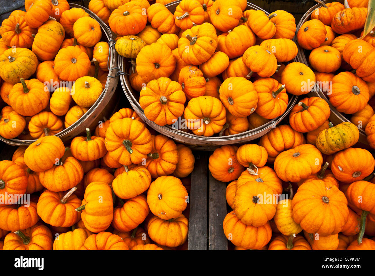 Baby pumpkins by the bushel, symbols of Halloween Stock Photo - Alamy