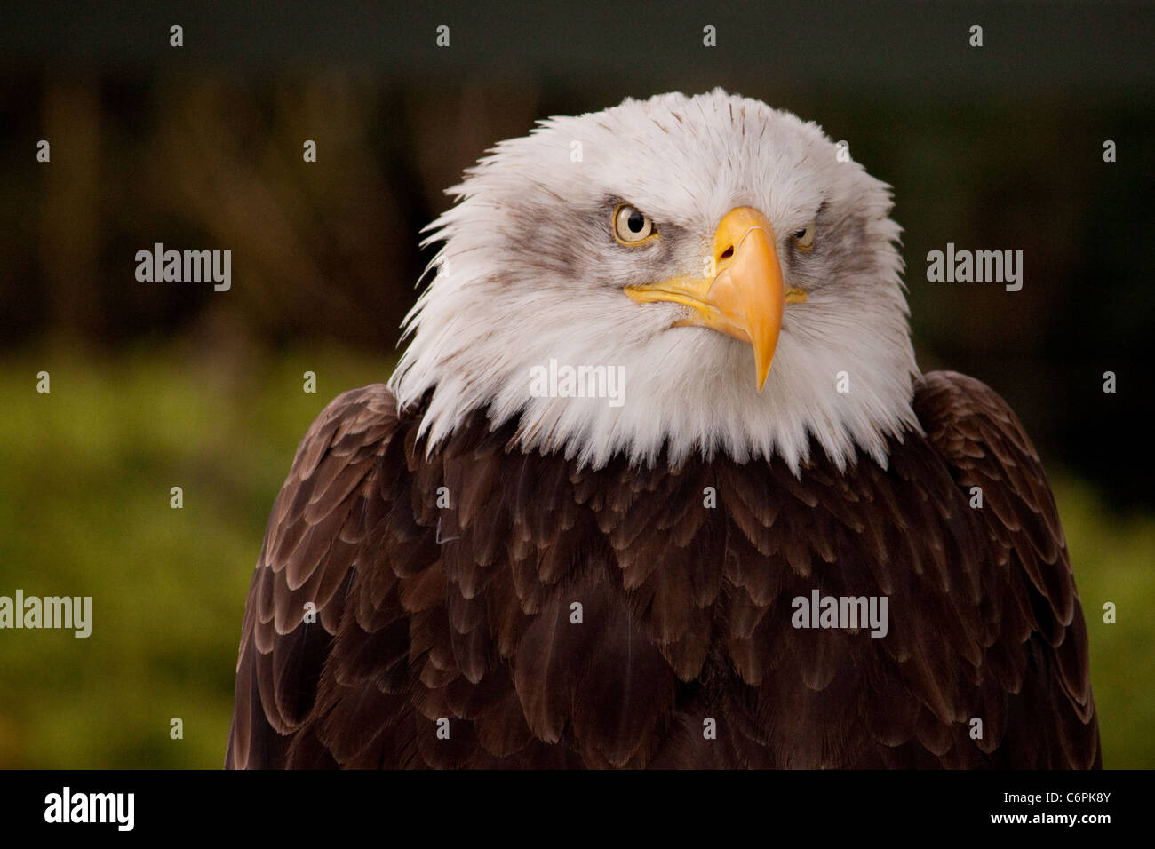 Grumpy Bald Eagle Stock Photo - Alamy