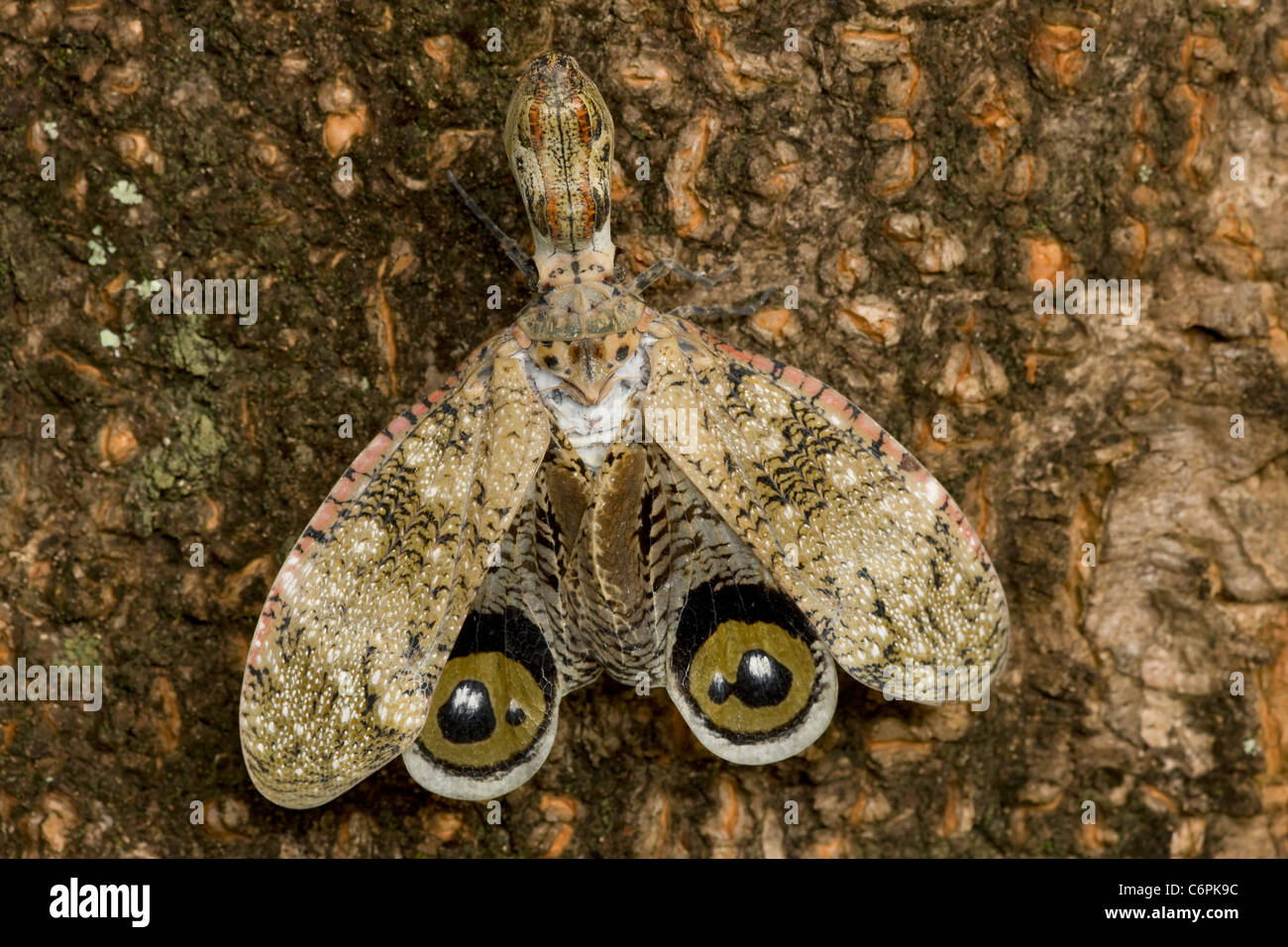 Lantern fly - (Machaca) - Fulgora lampetis - Costa Rica - Tropical dry ...