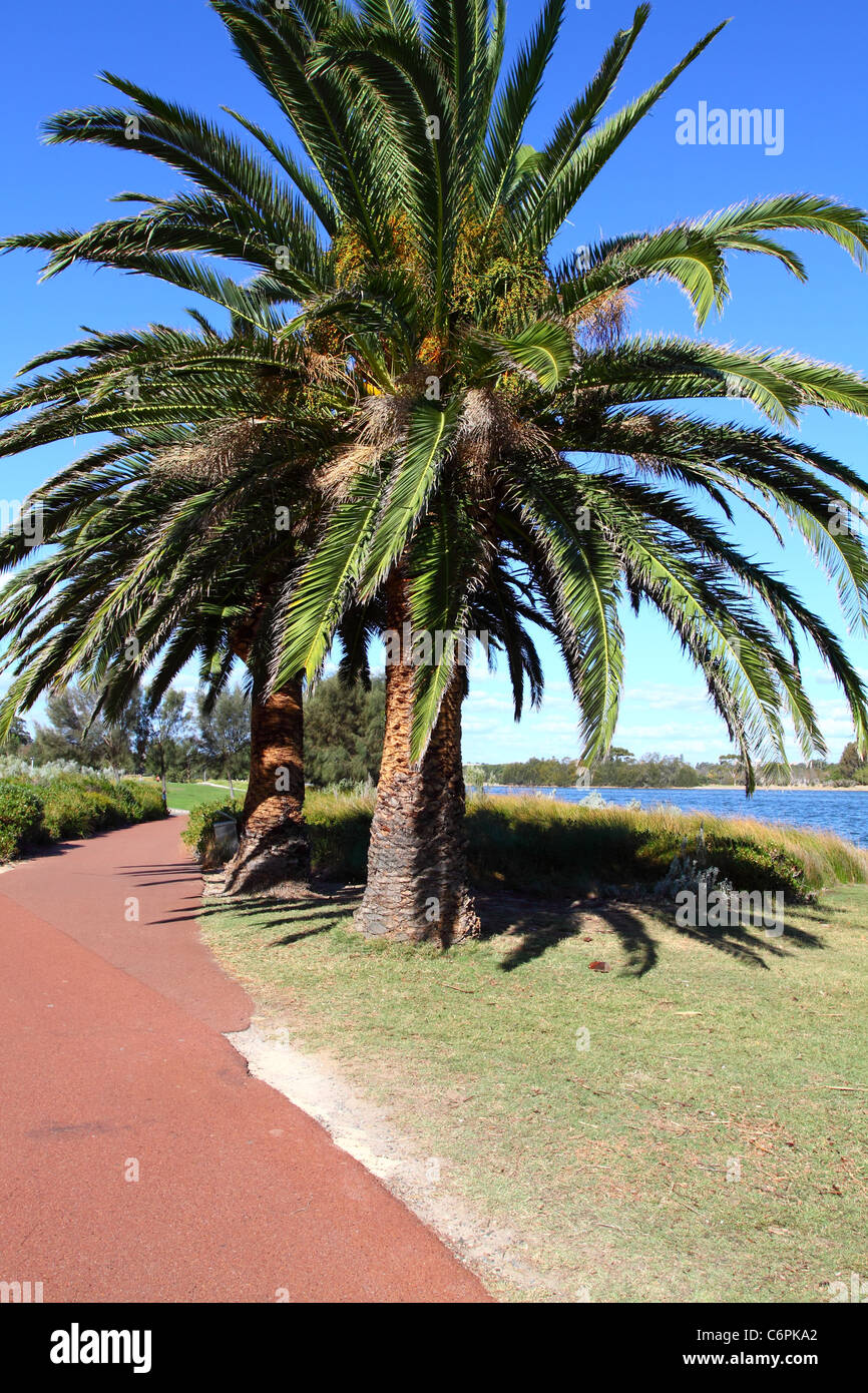 Green Palms in Perth, Australia Stock Photo - Alamy