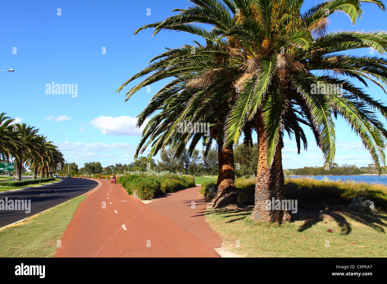 Green Palms in Perth, Australia Stock Photo - Alamy