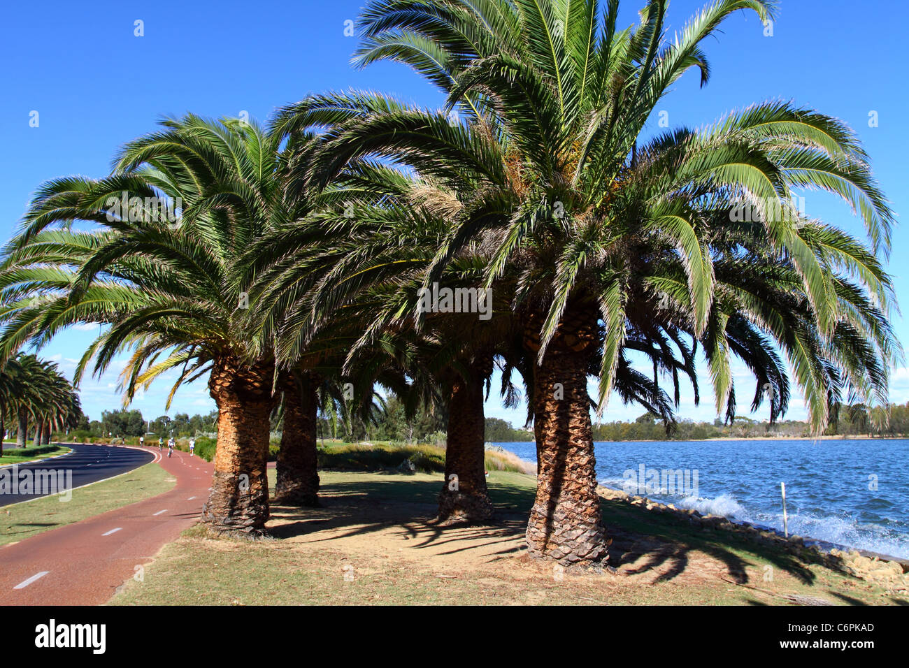 Green Palms in Perth, Australia Stock Photo - Alamy