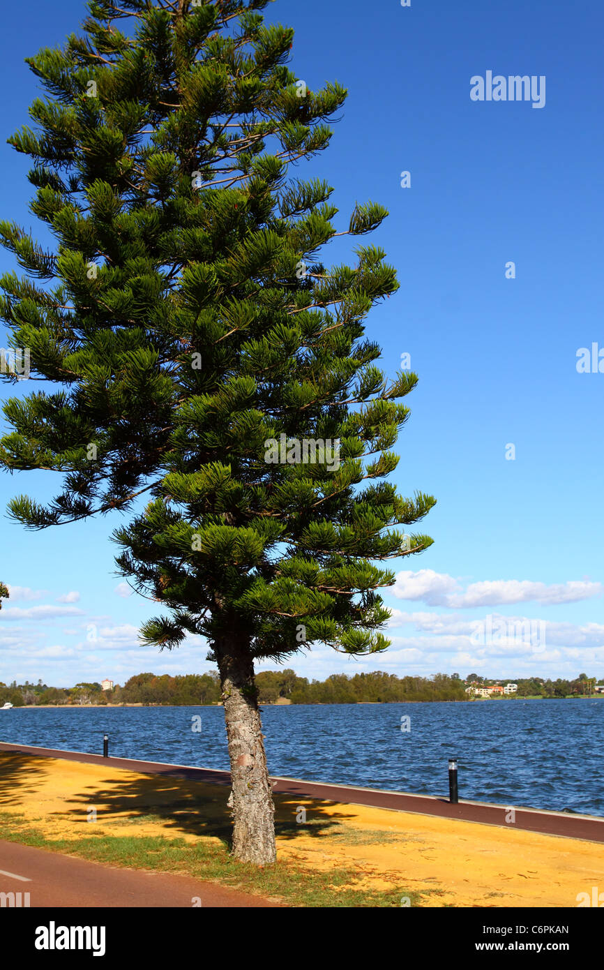 Green Palms in Perth, Australia Stock Photo - Alamy