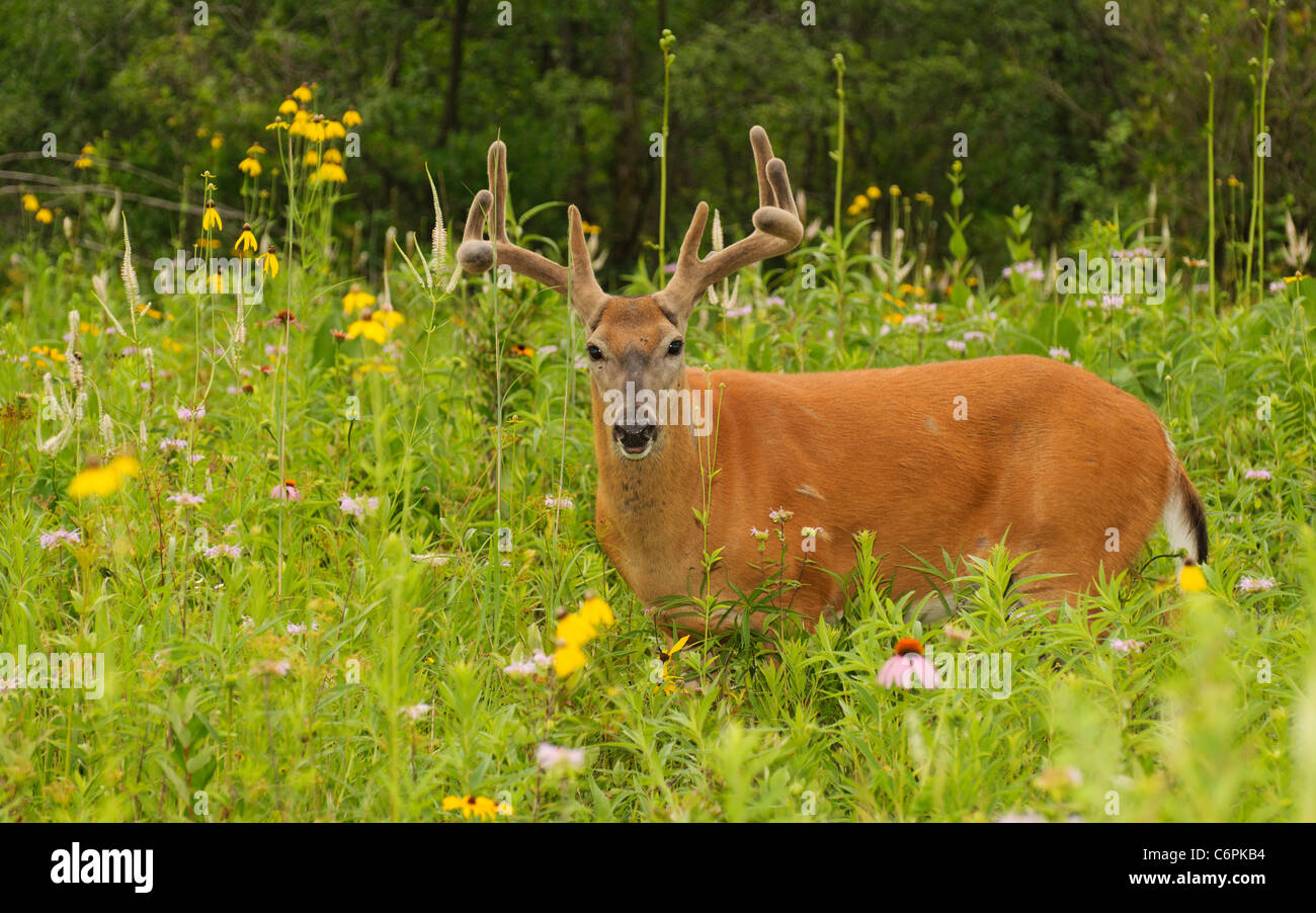 white tailed deer in a spring field Stock Photo - Alamy