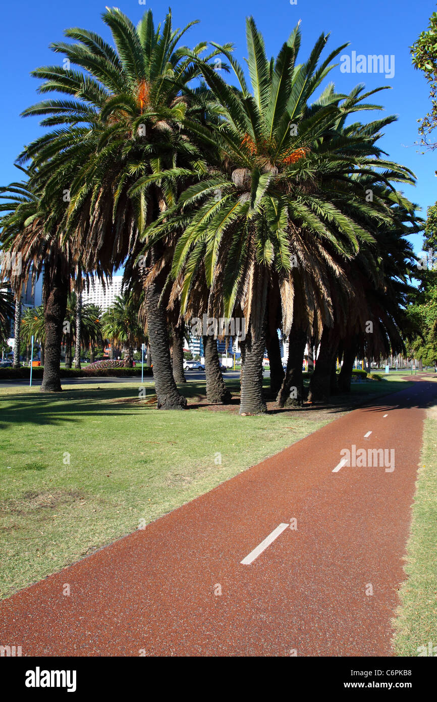 Green Palms in Perth, Australia Stock Photo - Alamy