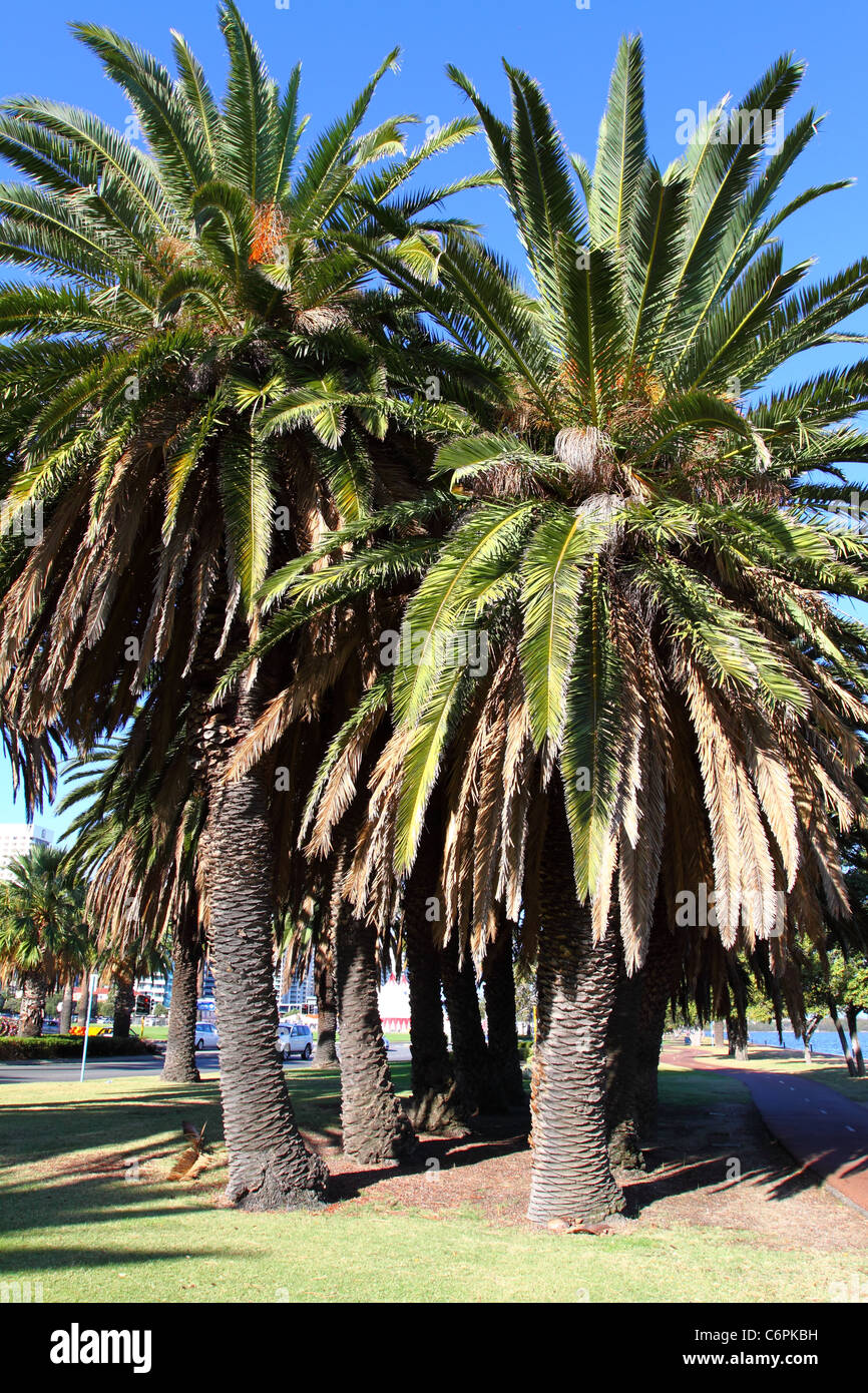 Green Palms in Perth, Australia Stock Photo - Alamy