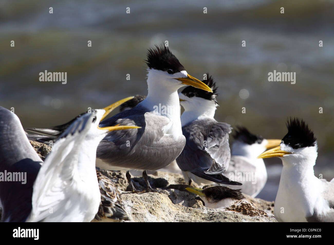 Sea Gull in Australia Stock Photo - Alamy
