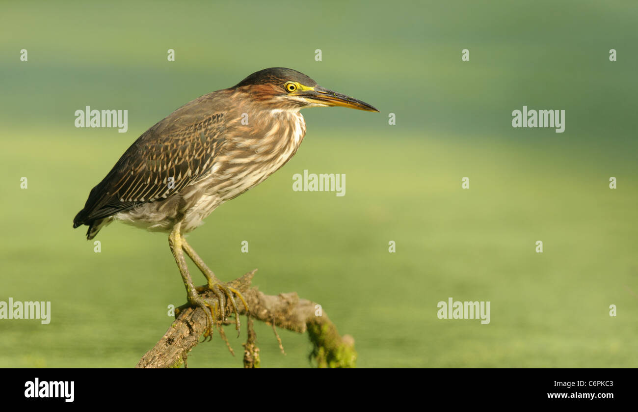 Green Heron Juvenile