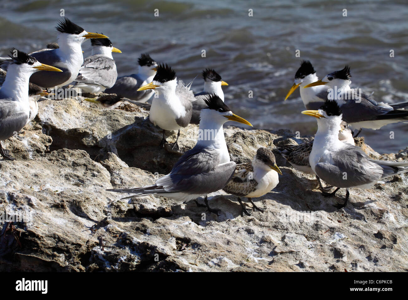 Sea Gull in Australia Stock Photo - Alamy