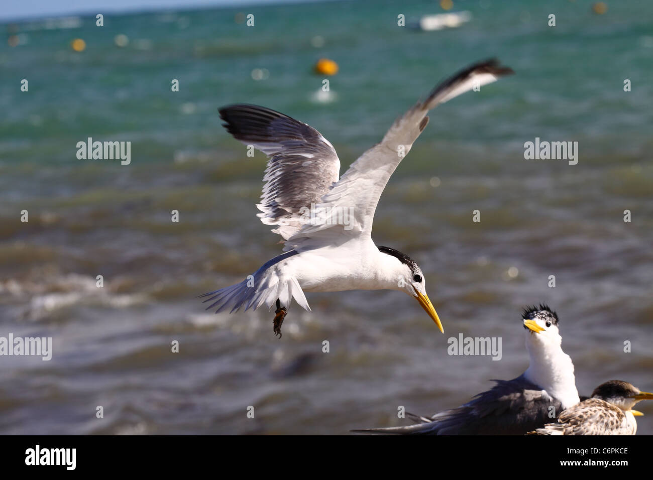 Sea Gull in Australia Stock Photo - Alamy